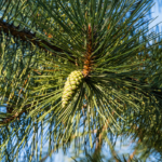 17 Different Types of Christmas Trees (With Pictures)