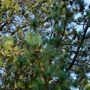 35 Types of Coniferous Trees (With Identification Pictures)