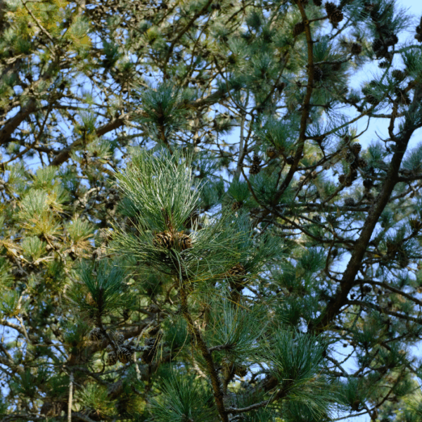 35 Types of Coniferous Trees (With Identification Pictures)