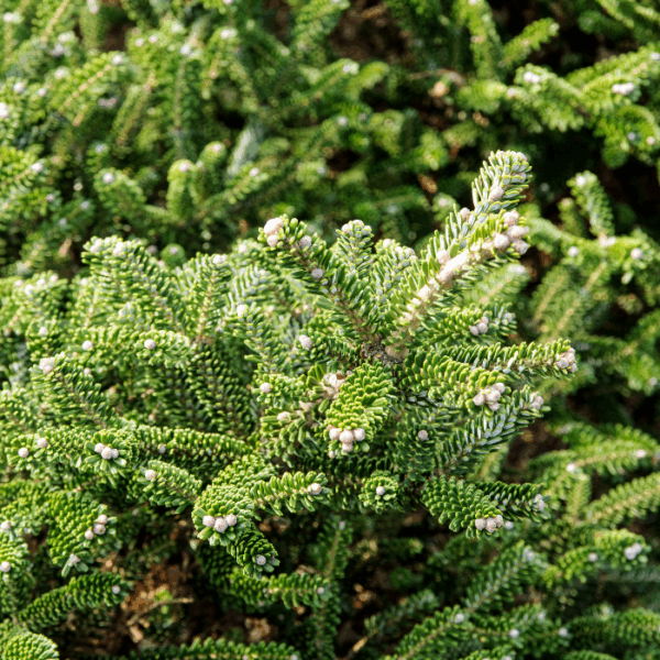17 Different Types of Christmas Trees (With Pictures)