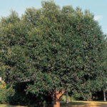 23 Types of Willow Trees (With Identification Pictures)