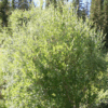 23 Types of Willow Trees (With Identification Pictures)