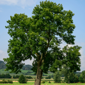 18 Different Types of Trees With Helicopter Seeds