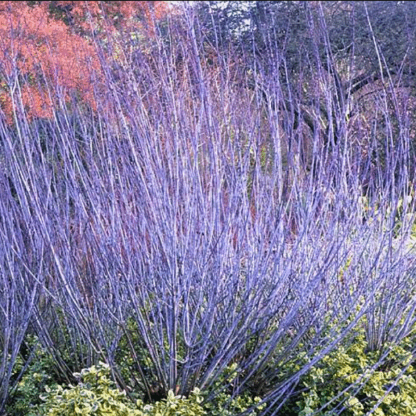 23 Types of Willow Trees (With Identification Pictures)