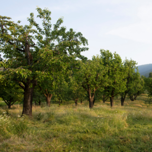 50 Different Types of Fruit Trees (With Pictures)