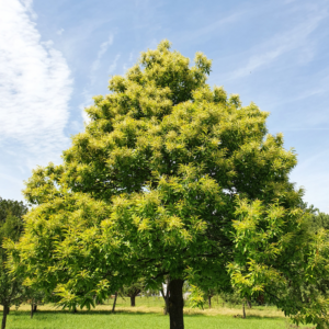11 Different Types of Chestnut Trees (With Pictures)