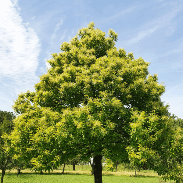 11 Different Types of Chestnut Trees (With Pictures)