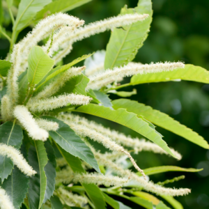 11 Different Types of Chestnut Trees (With Pictures)
