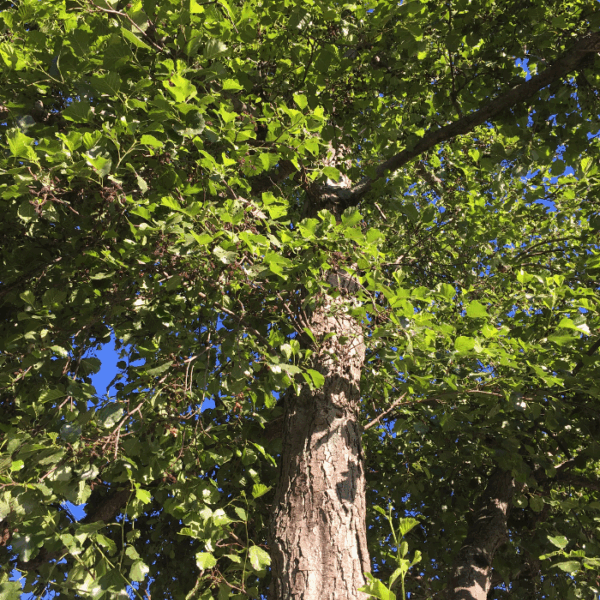 18 Different Types of Trees With Helicopter Seeds
