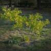 18 Different Types of Trees With Helicopter Seeds
