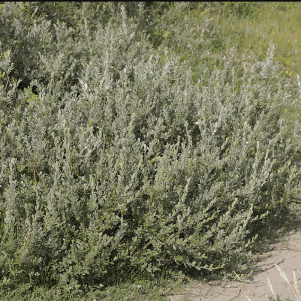 23 Types of Willow Trees (With Identification Pictures)