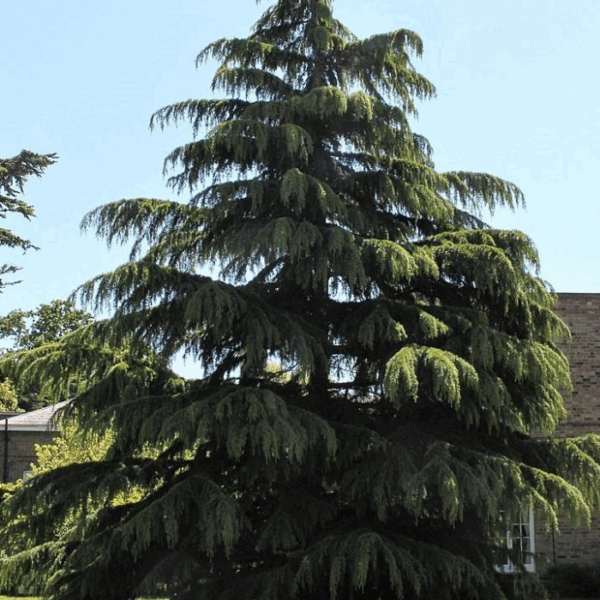 35 Types of Coniferous Trees (With Identification Pictures)