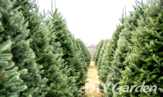 17 Different Types of Christmas Trees (With Pictures)