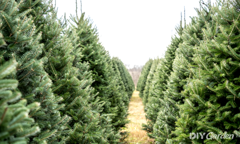 17 Different Types of Christmas Trees (With Pictures)