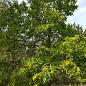 11 Different Types of Chestnut Trees (With Pictures)