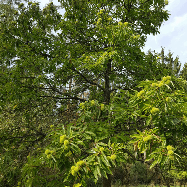 11 Different Types of Chestnut Trees (With Pictures)