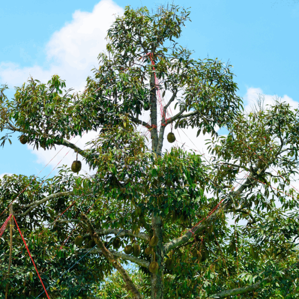 50 Different Types of Fruit Trees (With Pictures)