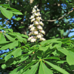 11 Different Types of Chestnut Trees (With Pictures)