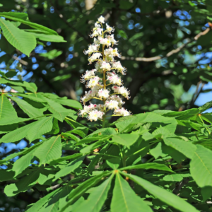 11 Different Types of Chestnut Trees (With Pictures)