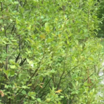 23 Types of Willow Trees (With Identification Pictures)