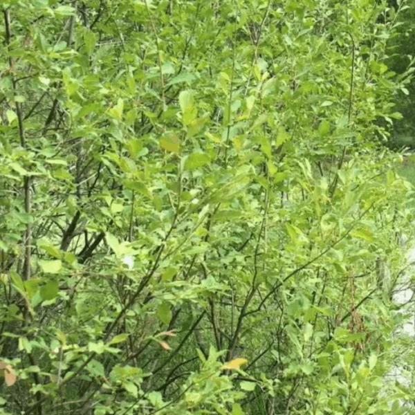 23 Types of Willow Trees (With Identification Pictures)