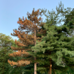 35 Types of Coniferous Trees (With Identification Pictures)