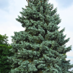 35 Types of Coniferous Trees (With Identification Pictures)