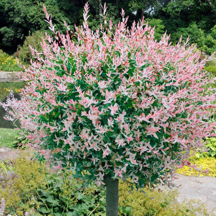 23 Types of Willow Trees (With Identification Pictures)