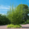 23 Types of Willow Trees (With Identification Pictures)