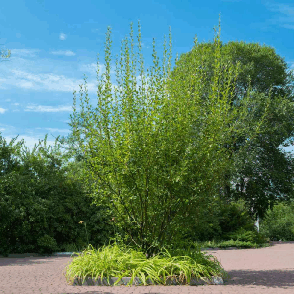 23 Types of Willow Trees (With Identification Pictures)