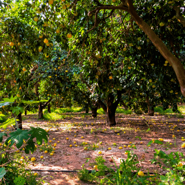 50 Different Types of Fruit Trees (With Pictures)