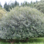 23 Types of Willow Trees (With Identification Pictures)
