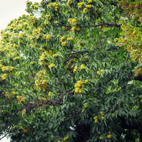 11 Different Types of Chestnut Trees (With Pictures)