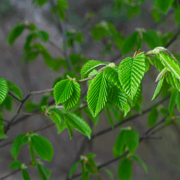 18 Different Types of Trees With Helicopter Seeds