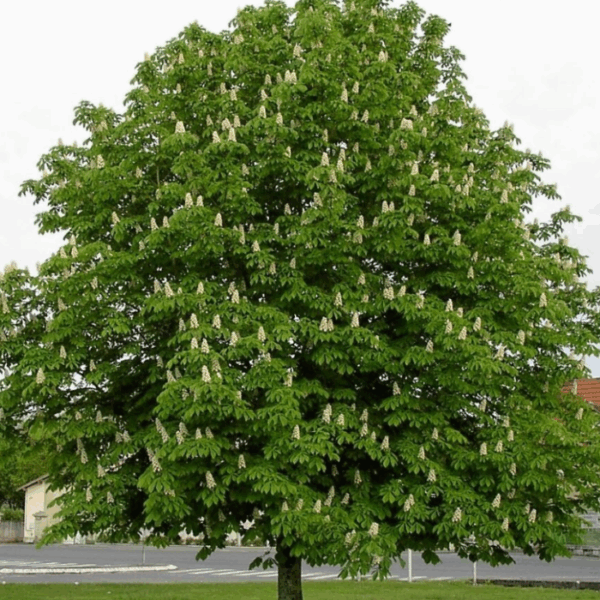 11 Different Types of Chestnut Trees (With Pictures)