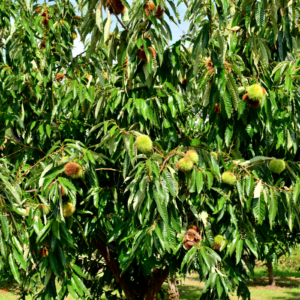 11 Different Types of Chestnut Trees (With Pictures)