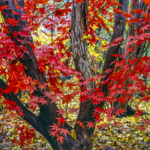 18 Different Types of Trees With Helicopter Seeds