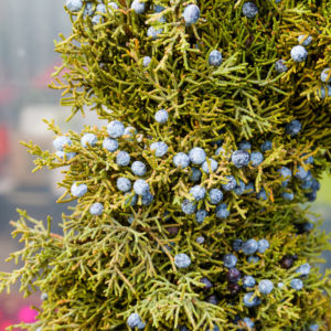 35 Types of Coniferous Trees (With Identification Pictures)