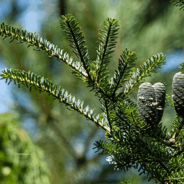17 Different Types of Christmas Trees (With Pictures)