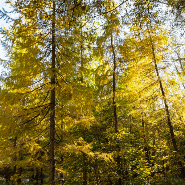 35 Types of Coniferous Trees (With Identification Pictures)