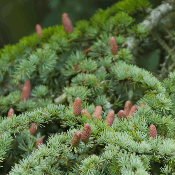 35 Types of Coniferous Trees (With Identification Pictures)