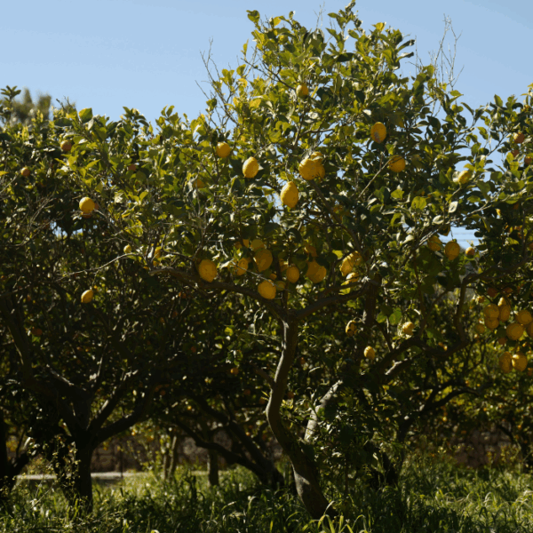 50 Different Types of Fruit Trees (With Pictures)
