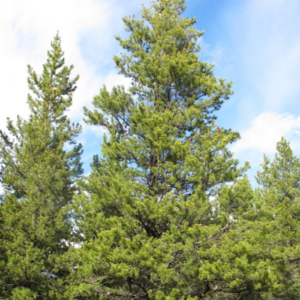 35 Types of Coniferous Trees (With Identification Pictures)