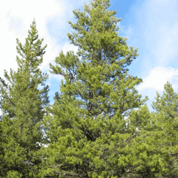 35 Types of Coniferous Trees (With Identification Pictures)
