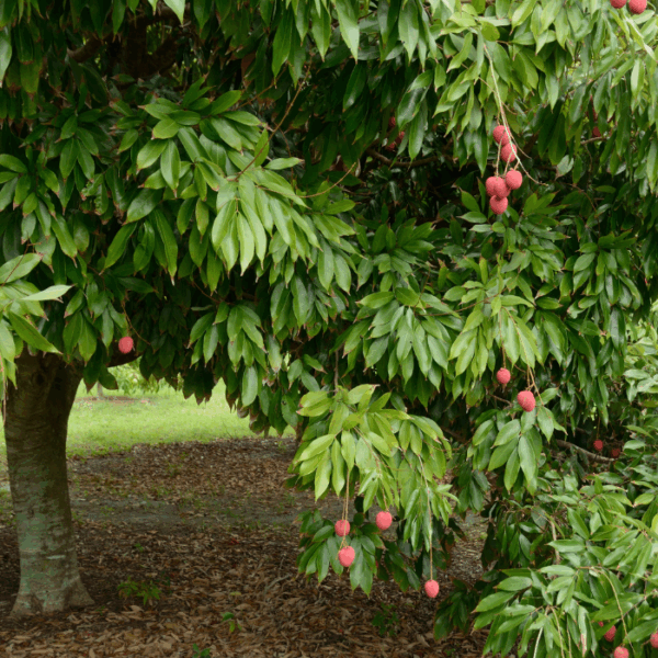50 Different Types of Fruit Trees (With Pictures)