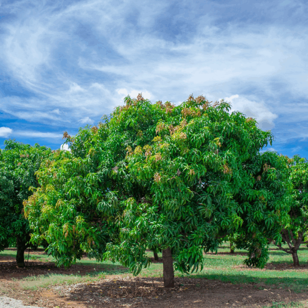 50 Different Types of Fruit Trees (With Pictures)