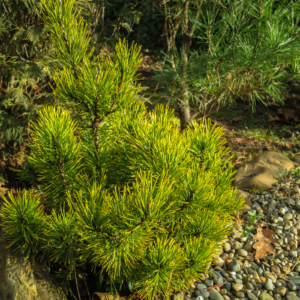 35 Types of Coniferous Trees (With Identification Pictures)