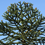 35 Types of Coniferous Trees (With Identification Pictures)