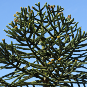 35 Types of Coniferous Trees (With Identification Pictures)