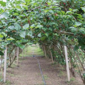 50 Different Types of Fruit Trees (With Pictures)